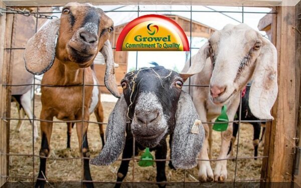 Goat Farming Business Guide | Start Goat Farm from Scratch