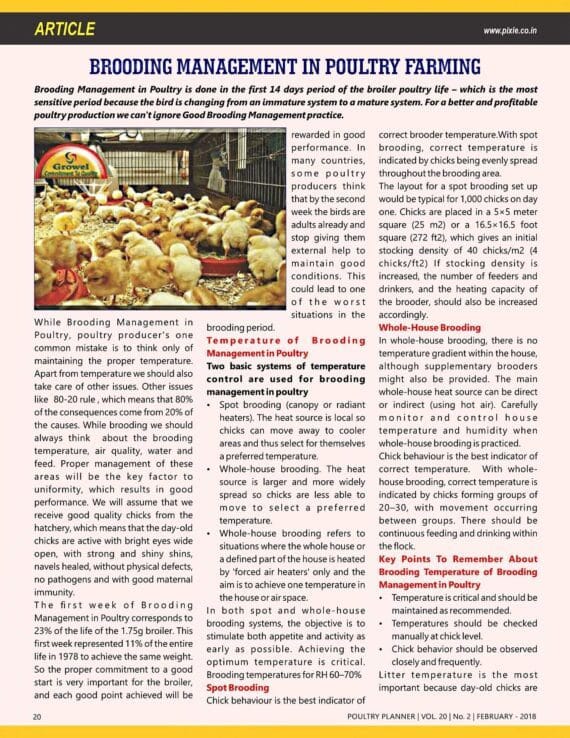 Brooding Management in Poultry Farming ,Article Published in Poultry ...
